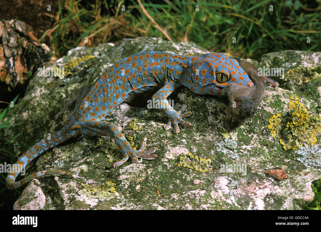 Tokay Gecko, gekko gecko, Adult eating Mouse Stock Photo - Alamy