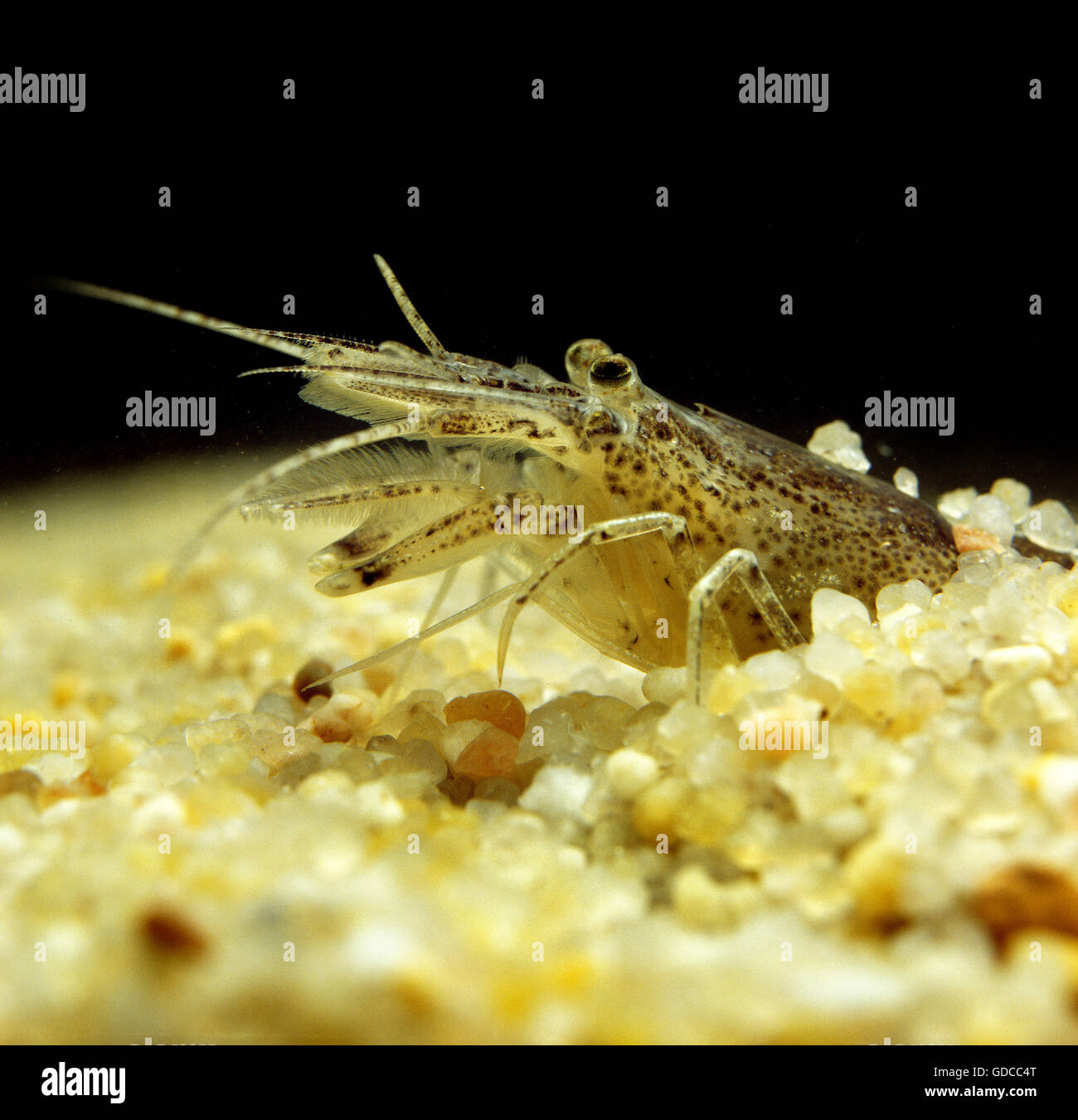 Crangon crangon hi-res stock photography and images - Alamy