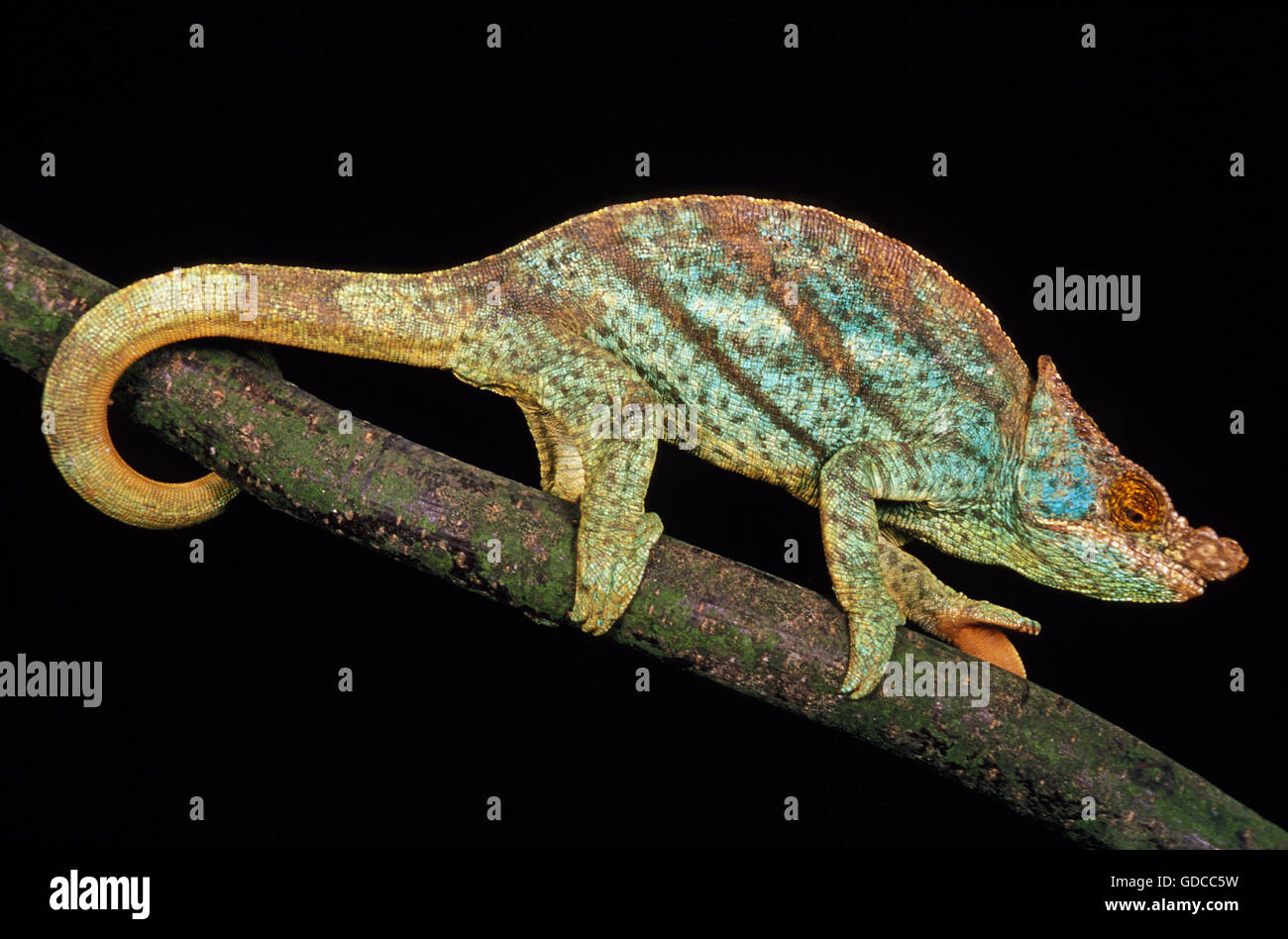 PARSON'S CHAMELEON chamaeleo parsonii, Adult against Black Background ...