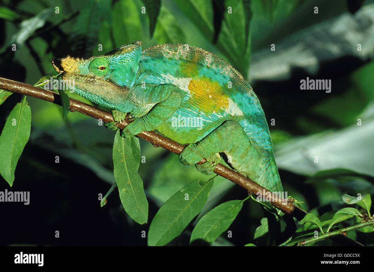 PARSON'S CHAMELEON chamaeleo parsonii, Mimetic Adult Stock Photo - Alamy
