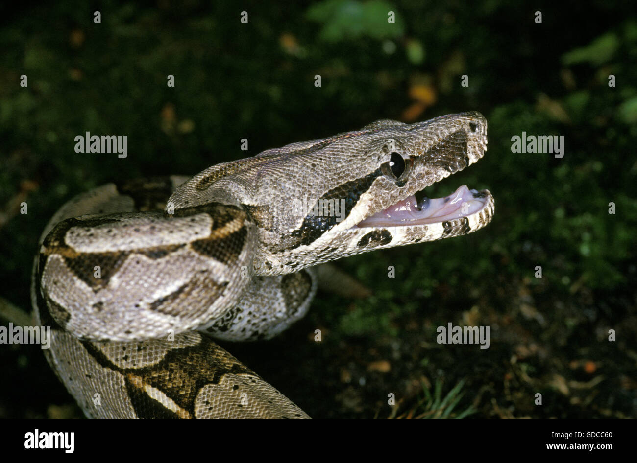 Snake Open Mouth Stock Photos & Snake Open Mouth Stock Images - Alamy
