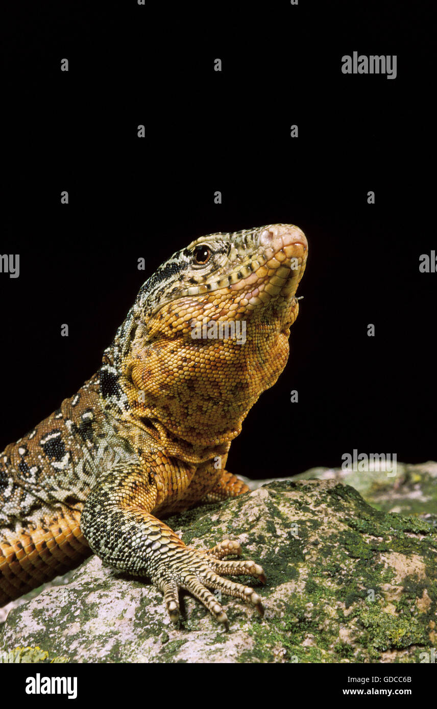 Dwarf tegu callopistes maculatus hi-res stock photography and images ...