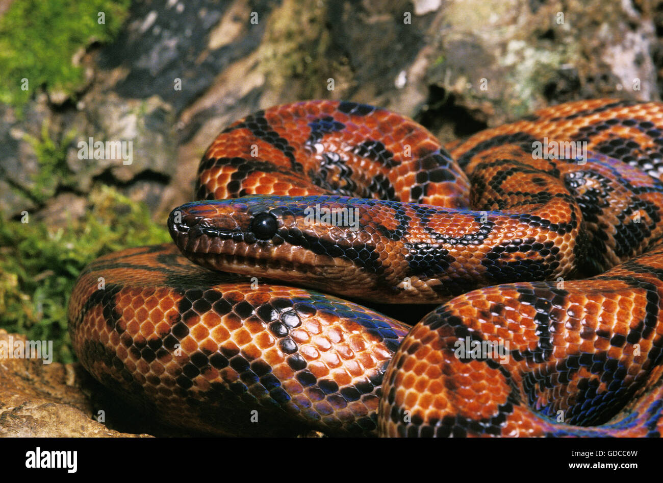 RainBow Boa, epicrates cenchria Stock Photo - Alamy