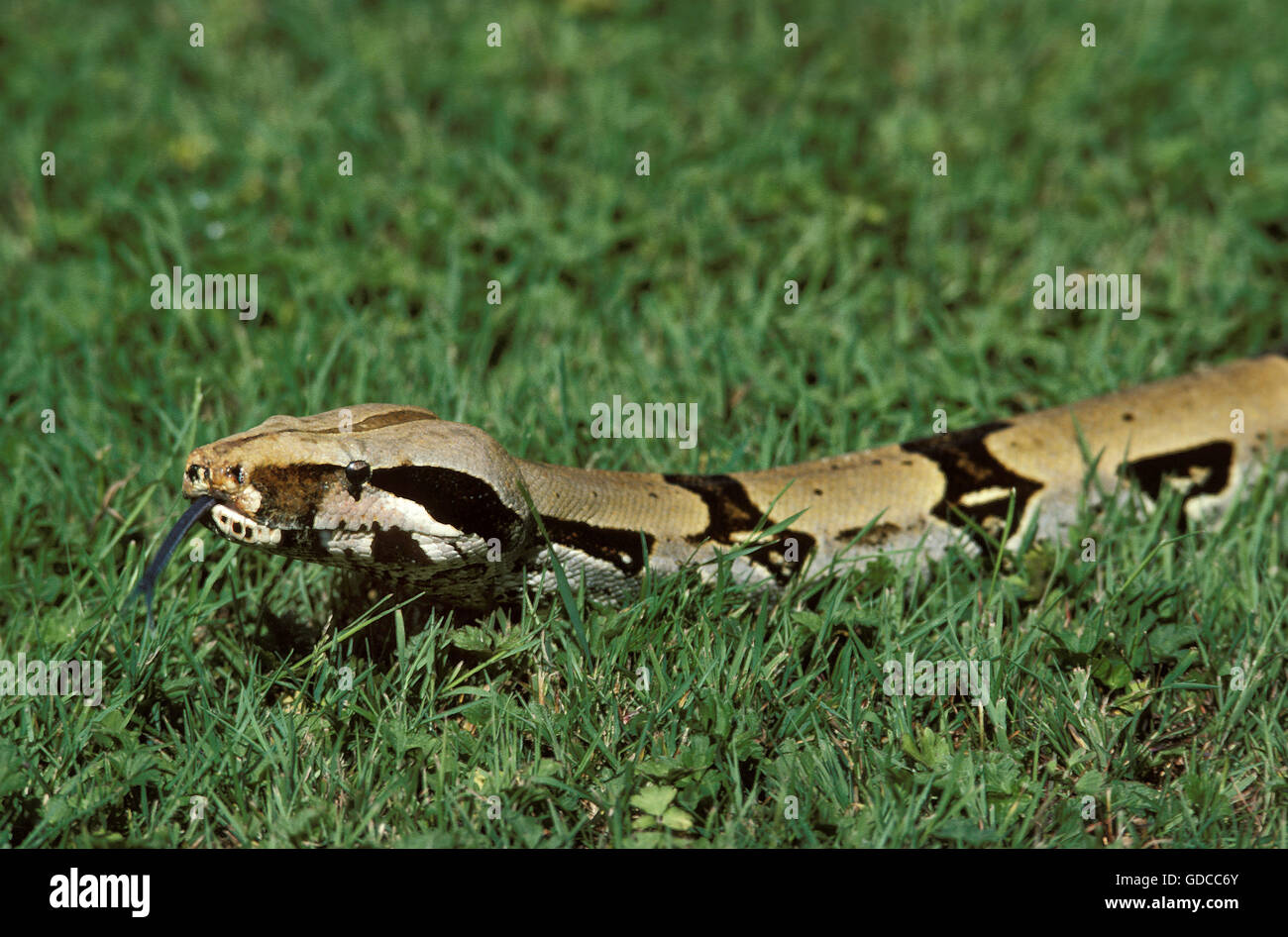Boa Constrictor, boa constrictor, Adult Stock Photo - Alamy