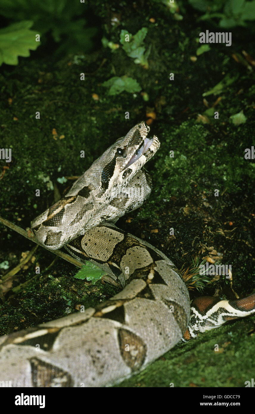 Boa constrictor snake high hi-res stock photography and images - Alamy