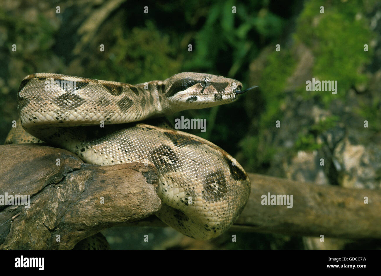 Boa Constrictor, boa constrictor, Adult Stock Photo - Alamy