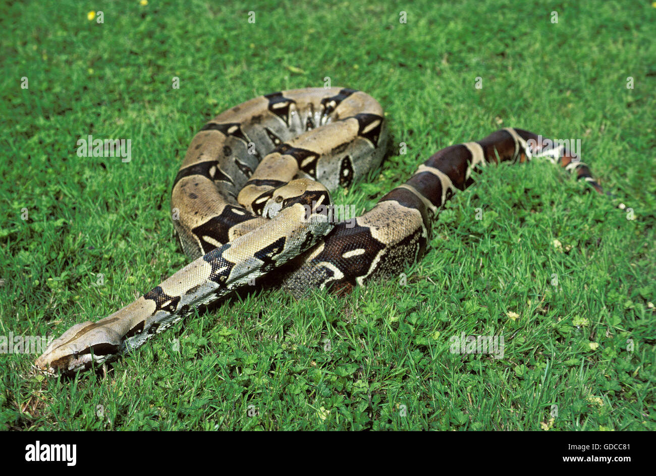 Boa Constrictor, boa constrictor Stock Photo - Alamy