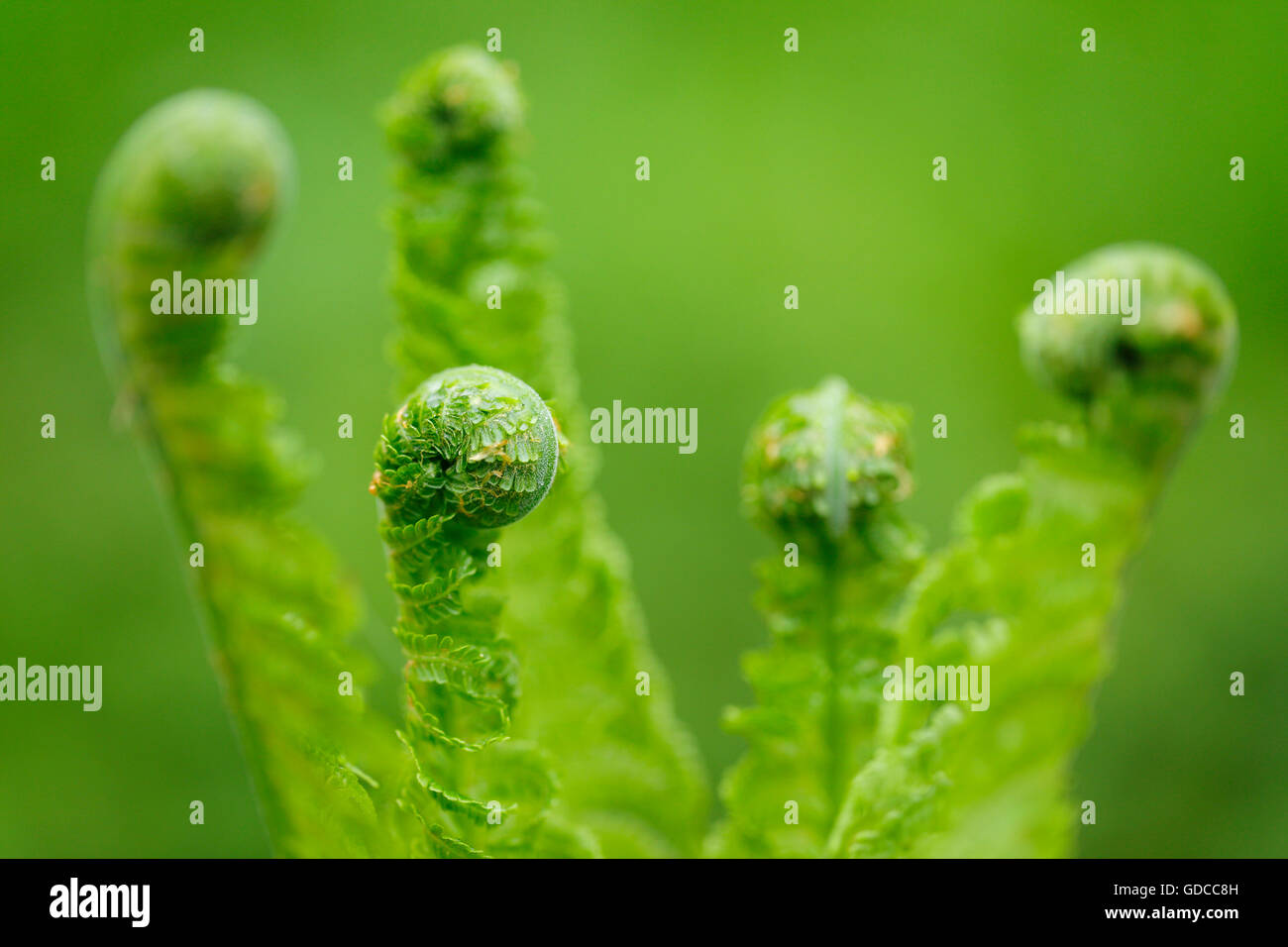 Rolled up fern leaf hi-res stock photography and images - Alamy