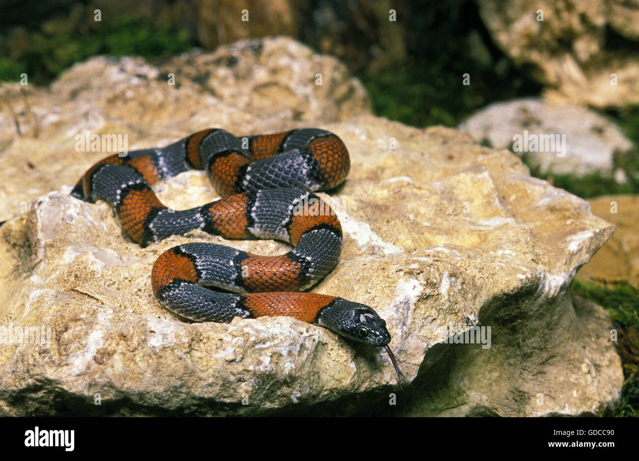 Gray-banded Kingsnake, lampropeltis alterna blairi, Adult with Tongue ...