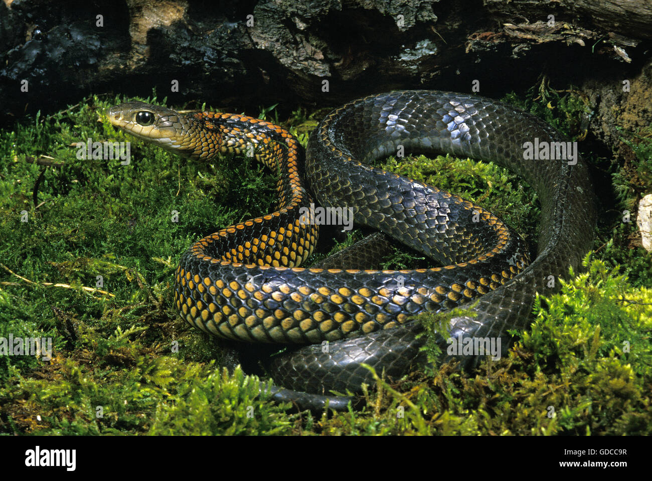 RAT SNAKE ptyas dhumnades, ADULT ON MOSS Stock Photo - Alamy