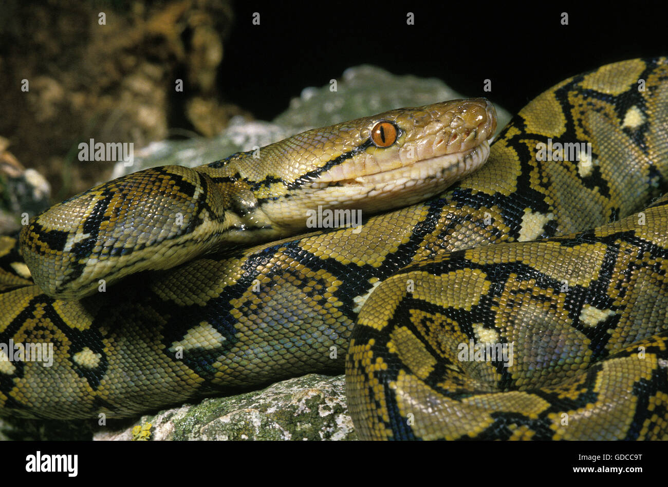 Reticulated Python, python reticulatus, Adult Stock Photo - Alamy Reticulated Python, python reticulatus, Adult Stock Photo - Alamy