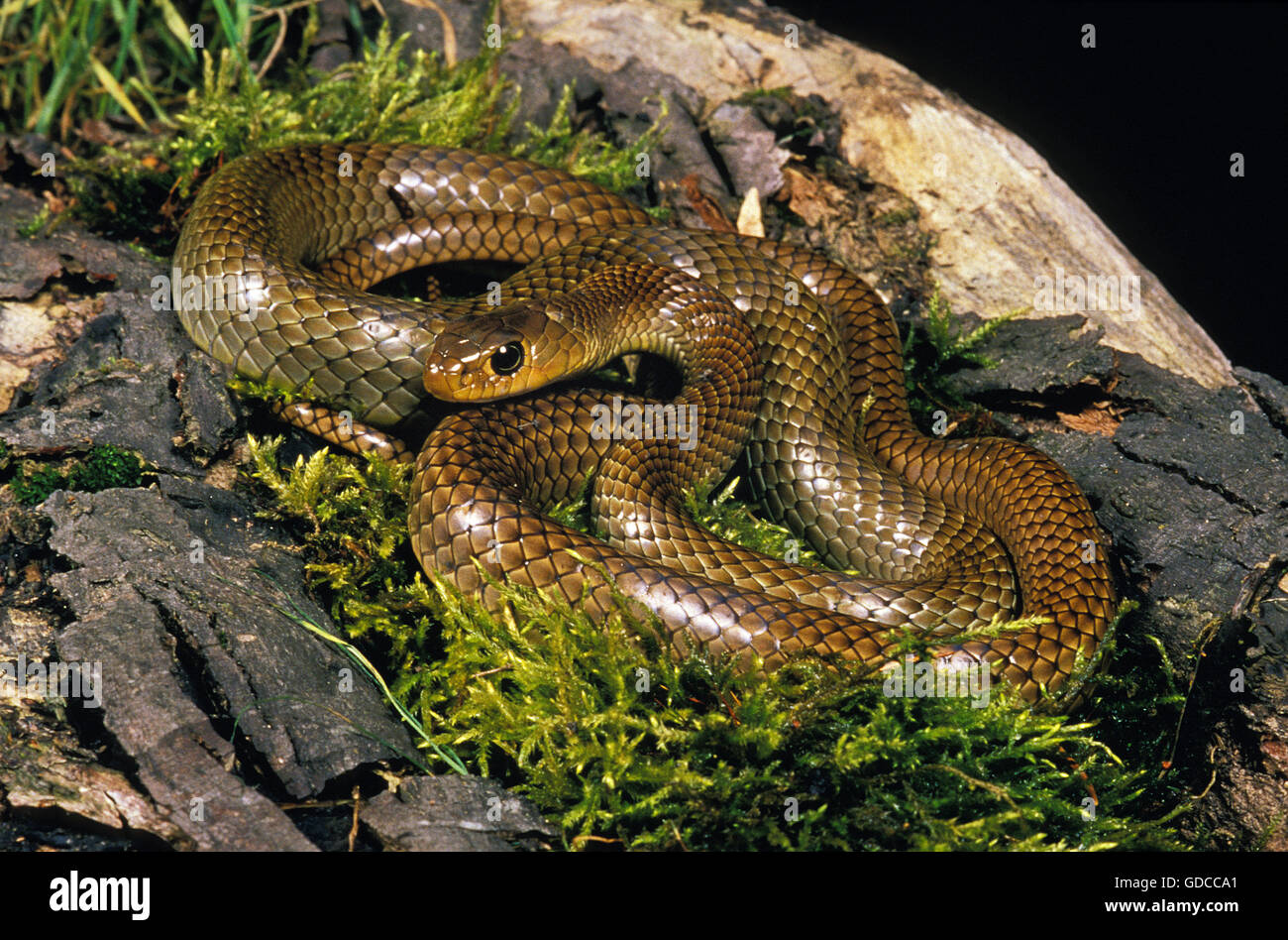 Indo Chinese Rat Snake, ptyas korros, Adult Stock Photo - Alamy