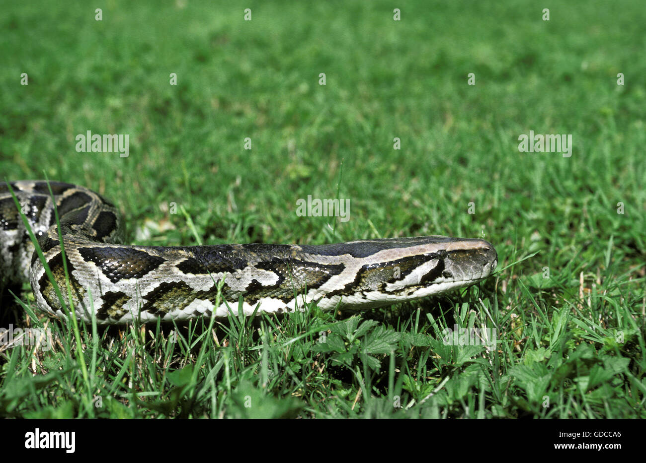 Indian Python, python molurus Stock Photo - Alamy Indian Python, python molurus Stock Photo - Alamy