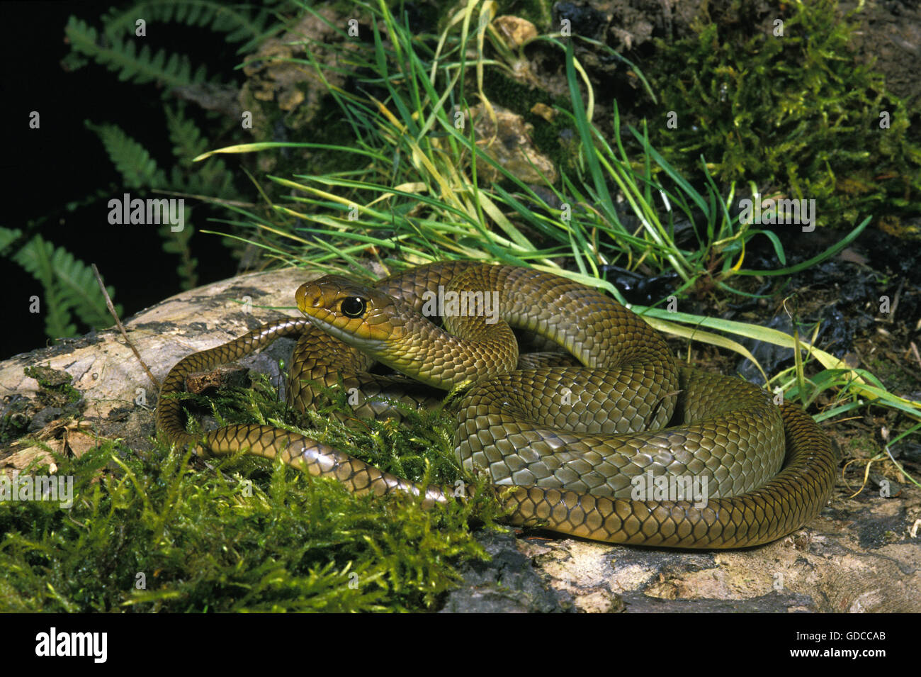 Indo Chinese Rat Snake, ptyas korros Stock Photo - Alamy