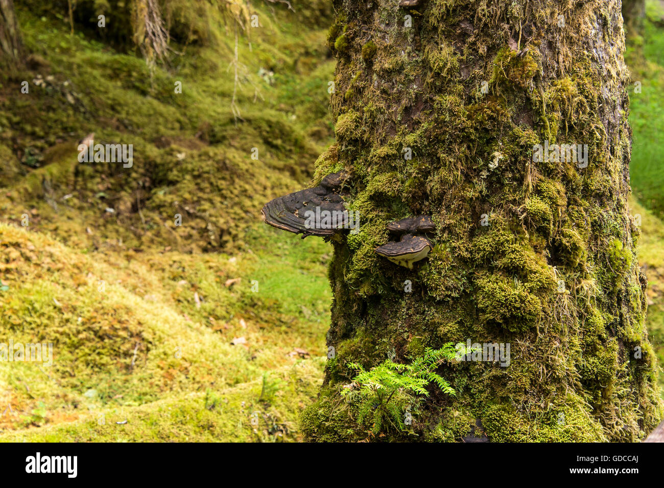 shelf fungus,bracket fungus,fungus,tree,glacier bay,Alaska,USA Stock ...