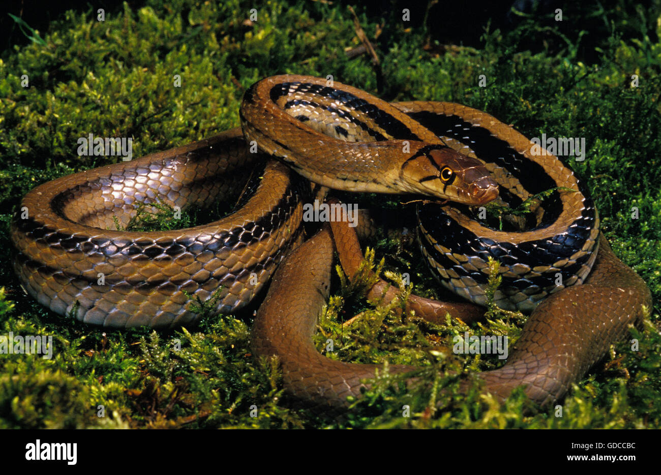Radiated ratsnakes hi-res stock photography and images - Alamy