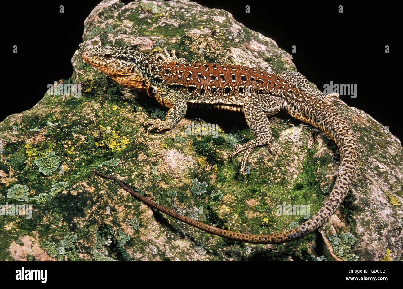 Teju High Resolution Stock Photography and Images - Alamy