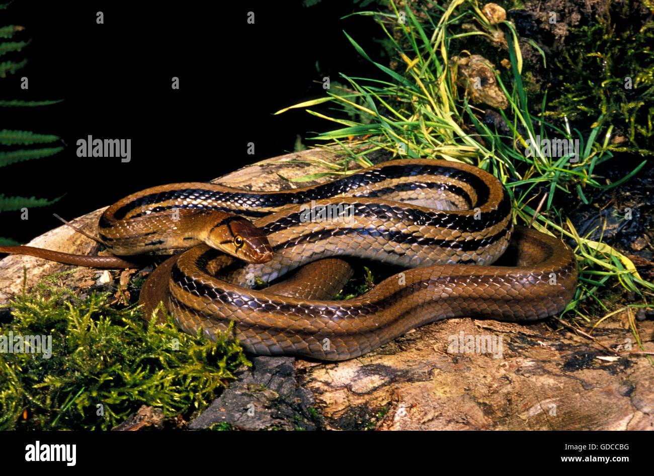 Copperhead Rat Snake, elaphe radiata, Adult on Stump Stock Photo - Alamy