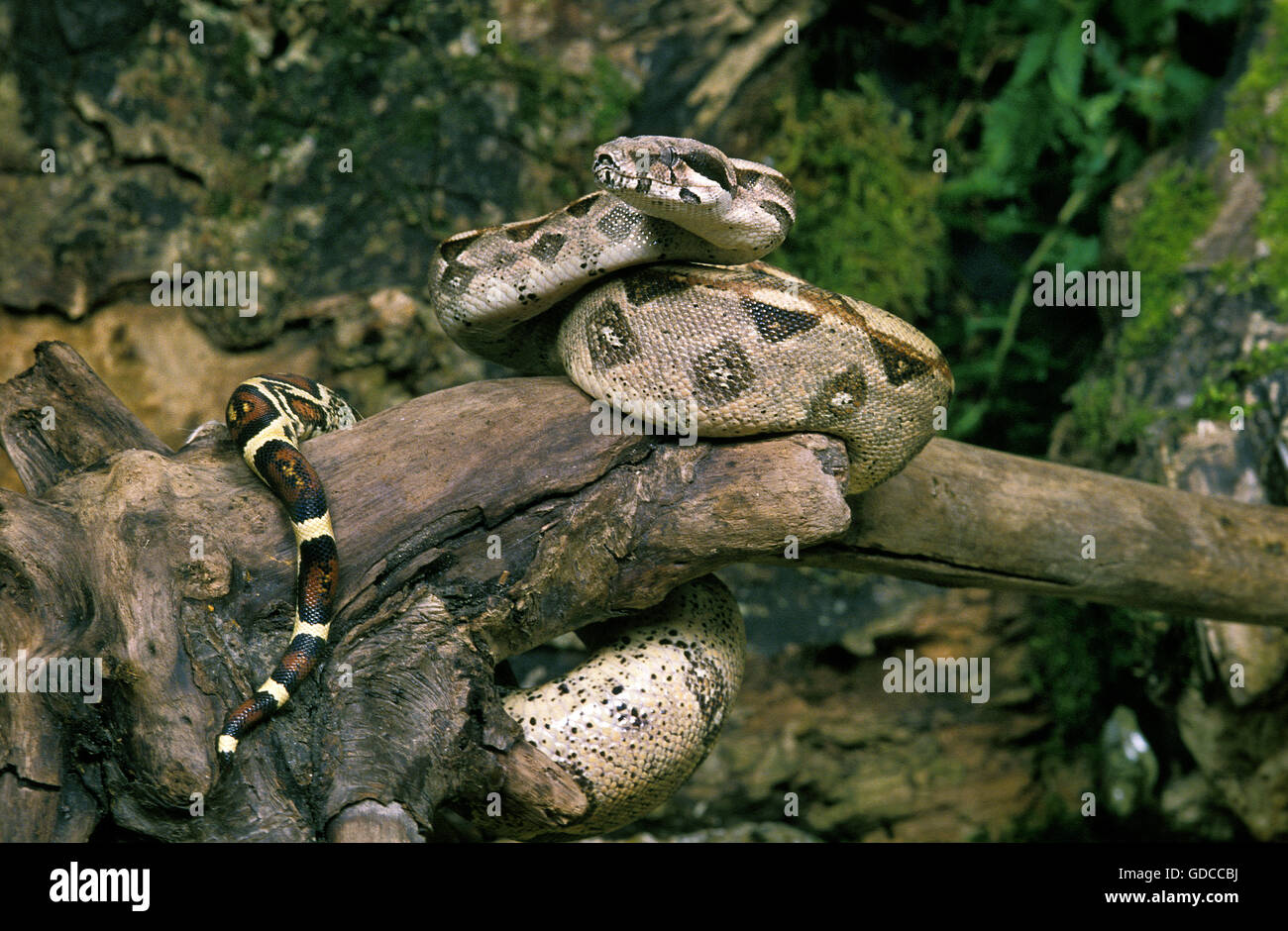 Boa Constrictor, boa constrictor, Adult on Branch Stock Photo - Alamy