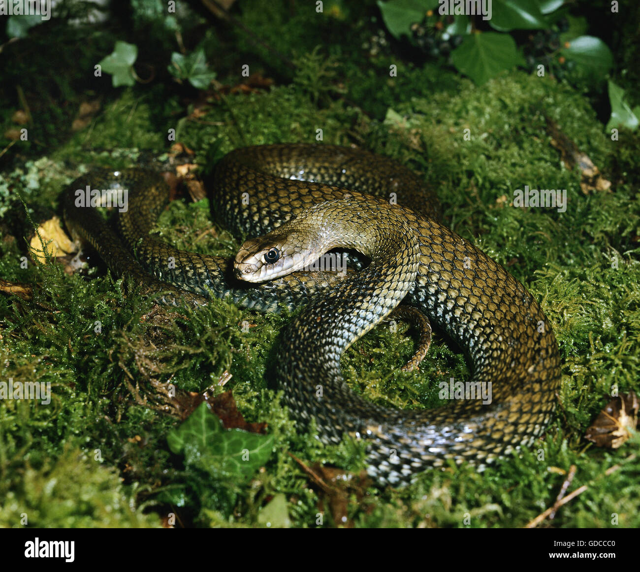 Venomous snake in france hi-res stock photography and images - Alamy