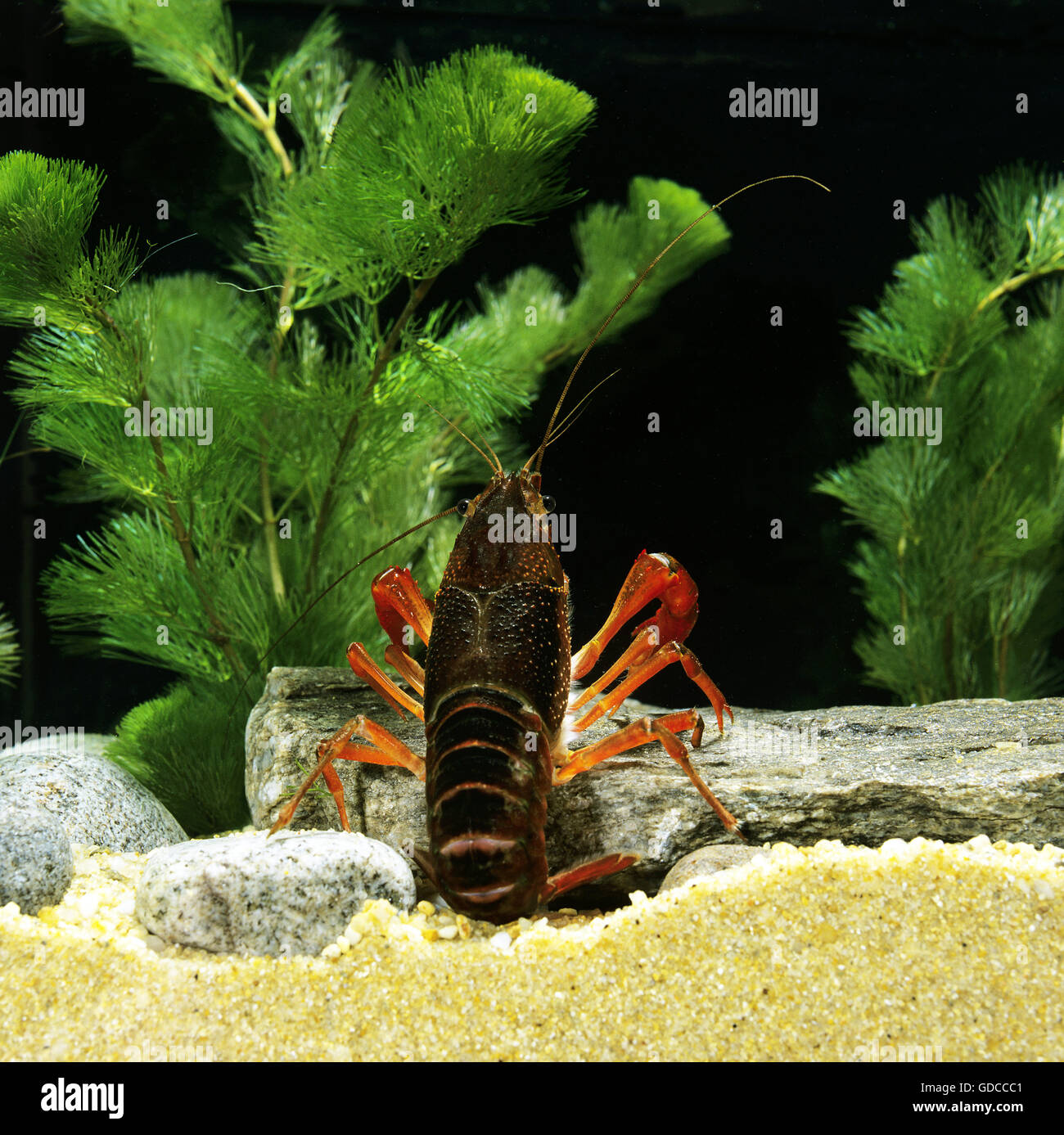 Procambarus High Resolution Stock Photography and Images - Alamy