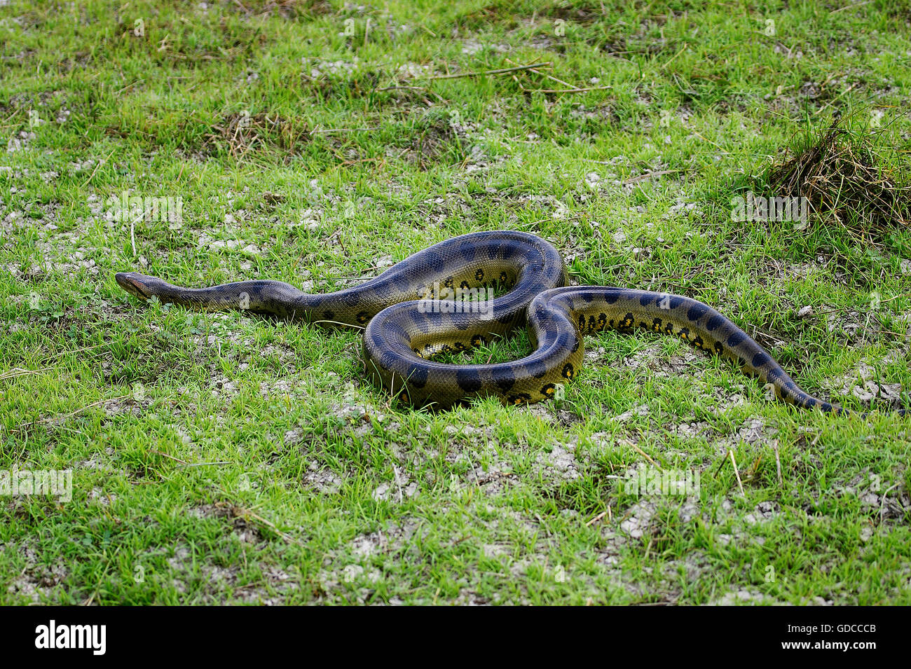 Green anaconda snake hi-res stock photography and images - Alamy