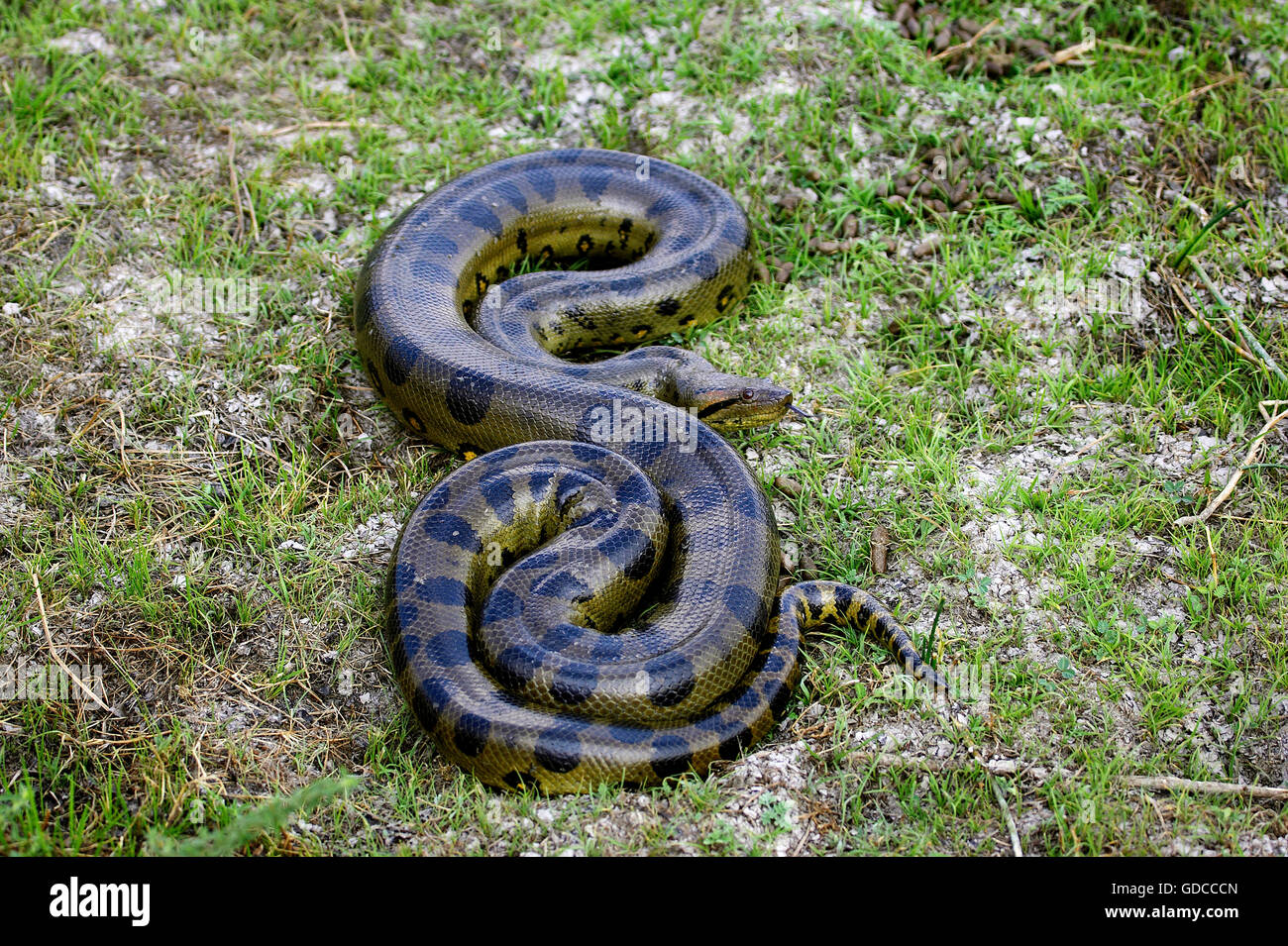 Green Anaconda High Resolution Stock Photography and Images - Alamy