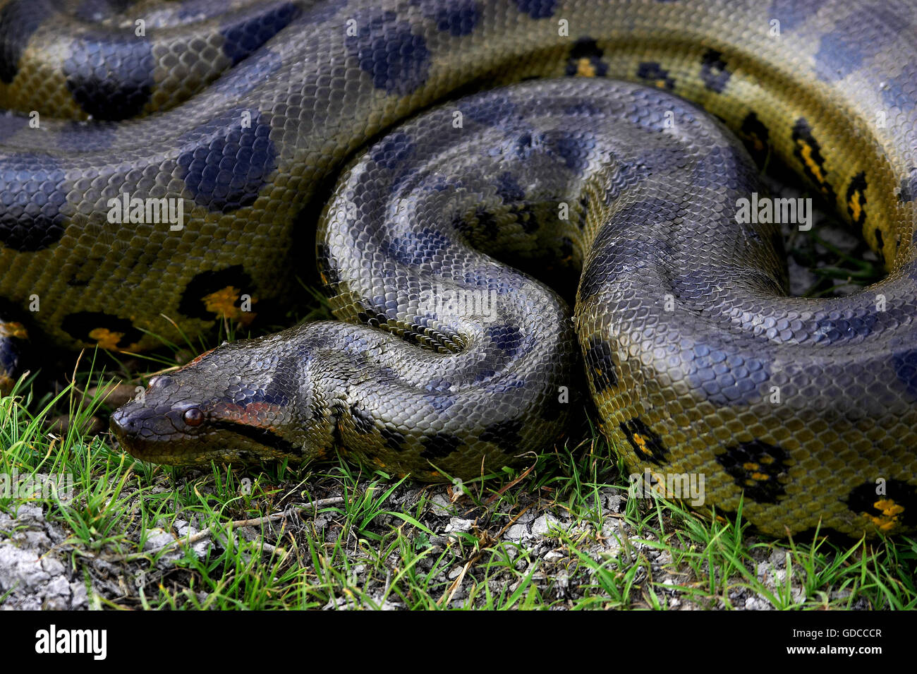 Anaconda images hi-res stock photography and images - Alamy