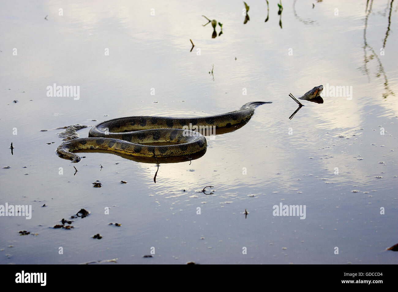 Green Anaconda, eunectes murinus, Adult in Water, Los Lianos in ...