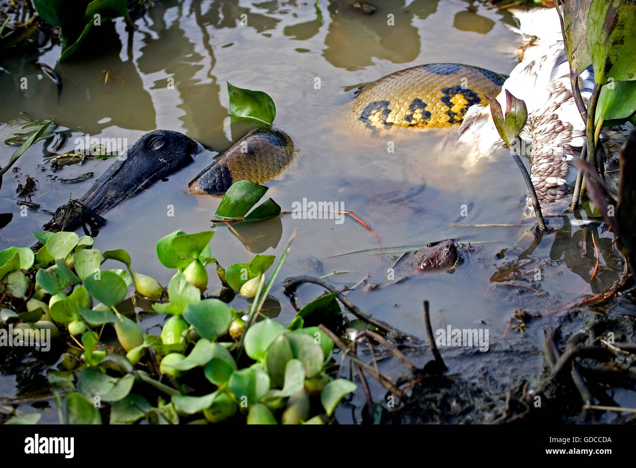 Green Anaconda, eunectes murinus Eating Wood Stock, mycteria americana ...