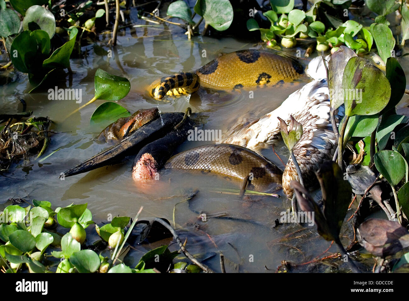 Anacondas Eating Animals