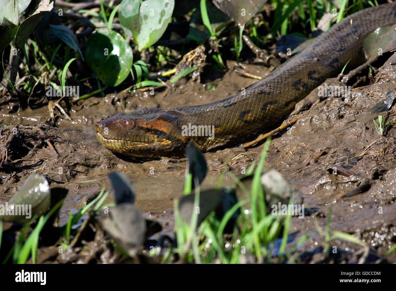 Snakes of venezuela hi-res stock photography and images - Alamy