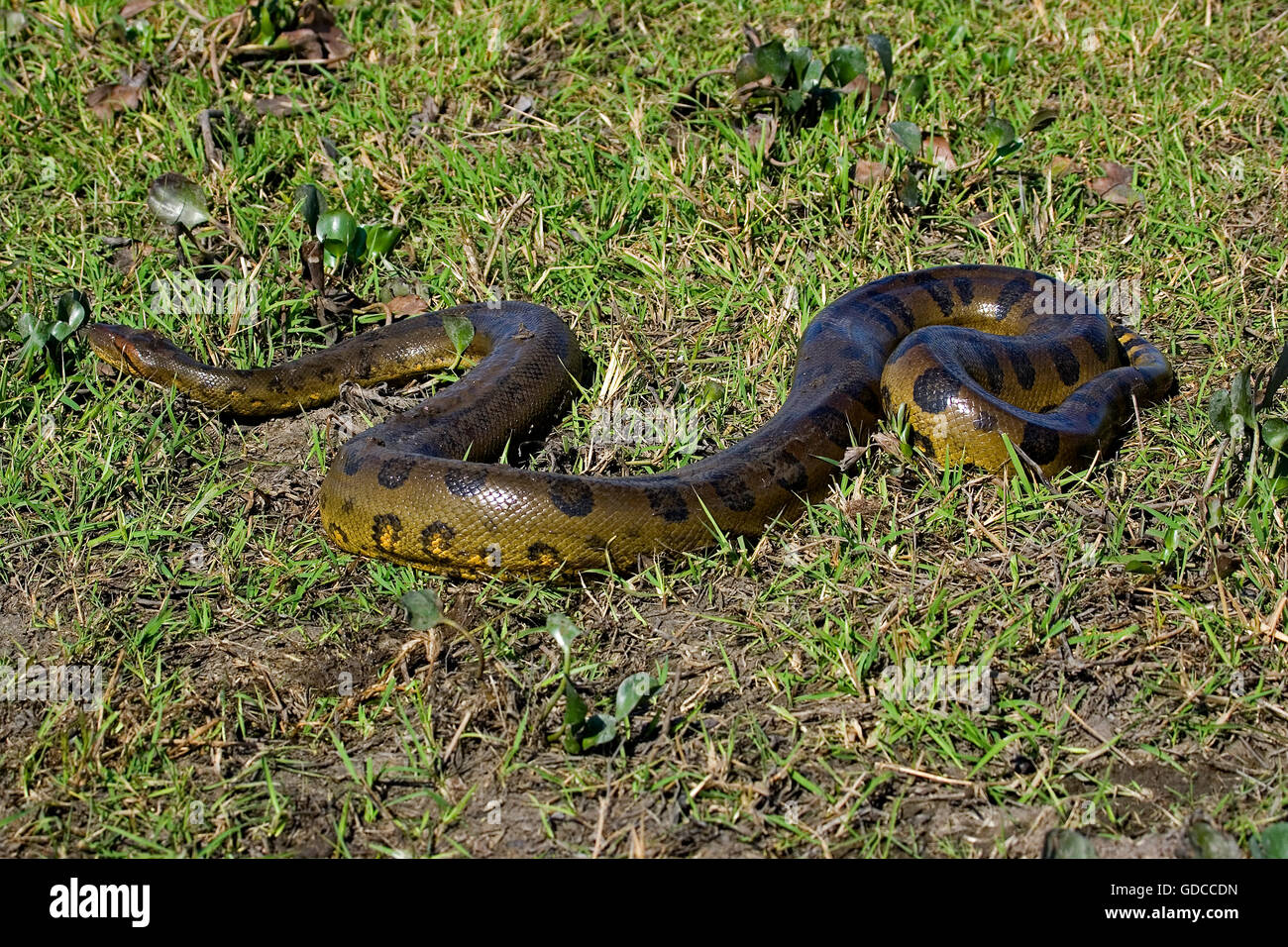 Green Anaconda Eunectes Murinus High Resolution Stock Photography and ...