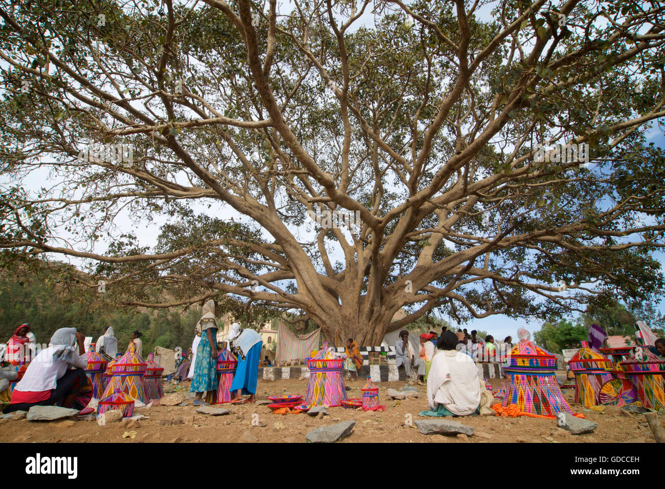 Giant fig tree. Market area and gathering place, Axum, Ethiopia. Aksum ...