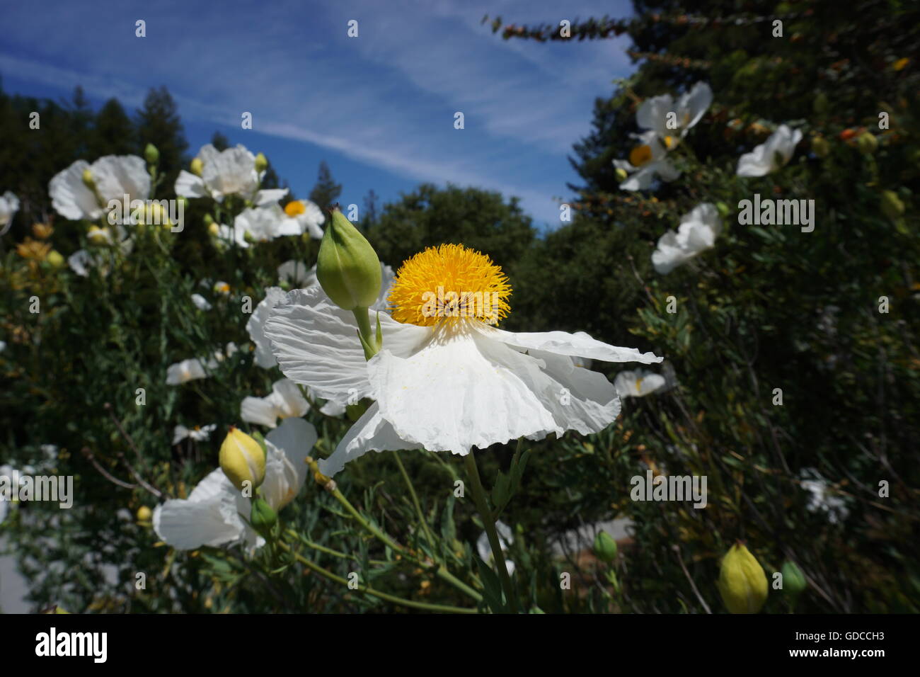 California poppy flower closeup hi-res stock photography and images - Alamy