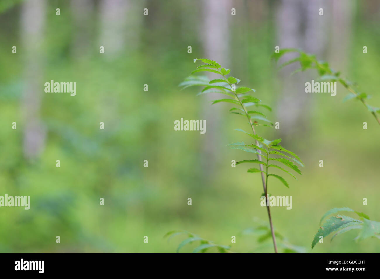 Twig of rowan tree in summer forest close up Stock Photo - Alamy