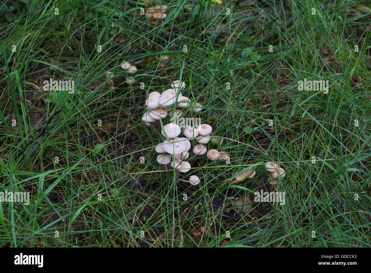 Close up macro sprouting hi-res stock photography and images - Alamy