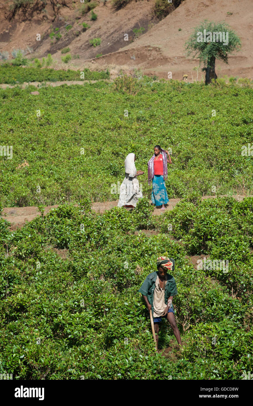 Khat catha edulis hi-res stock photography and images - Alamy