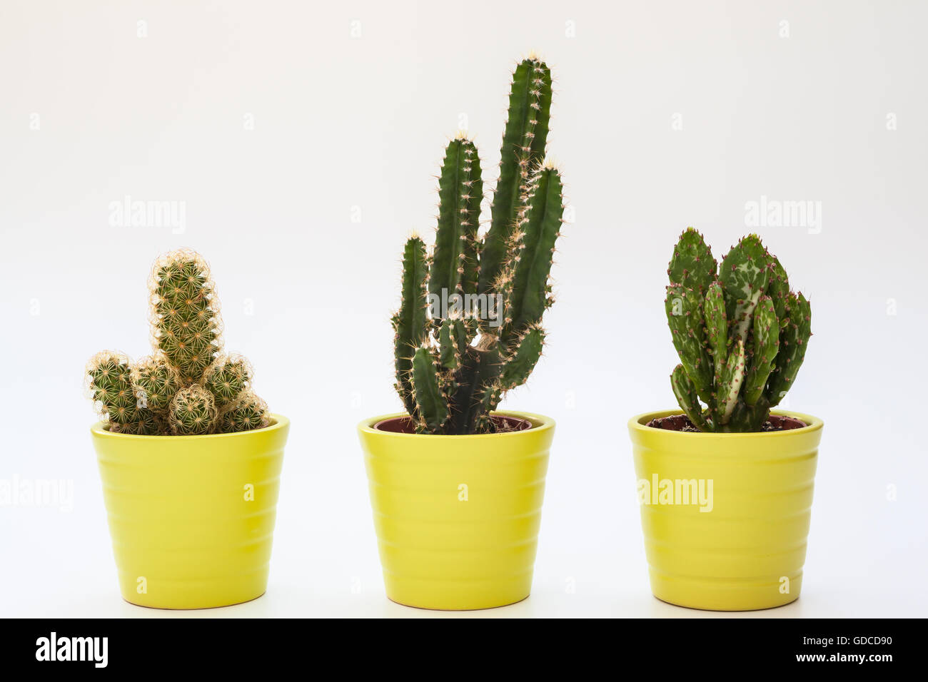 Close up view of three small cacti in isolated white background, potted ...