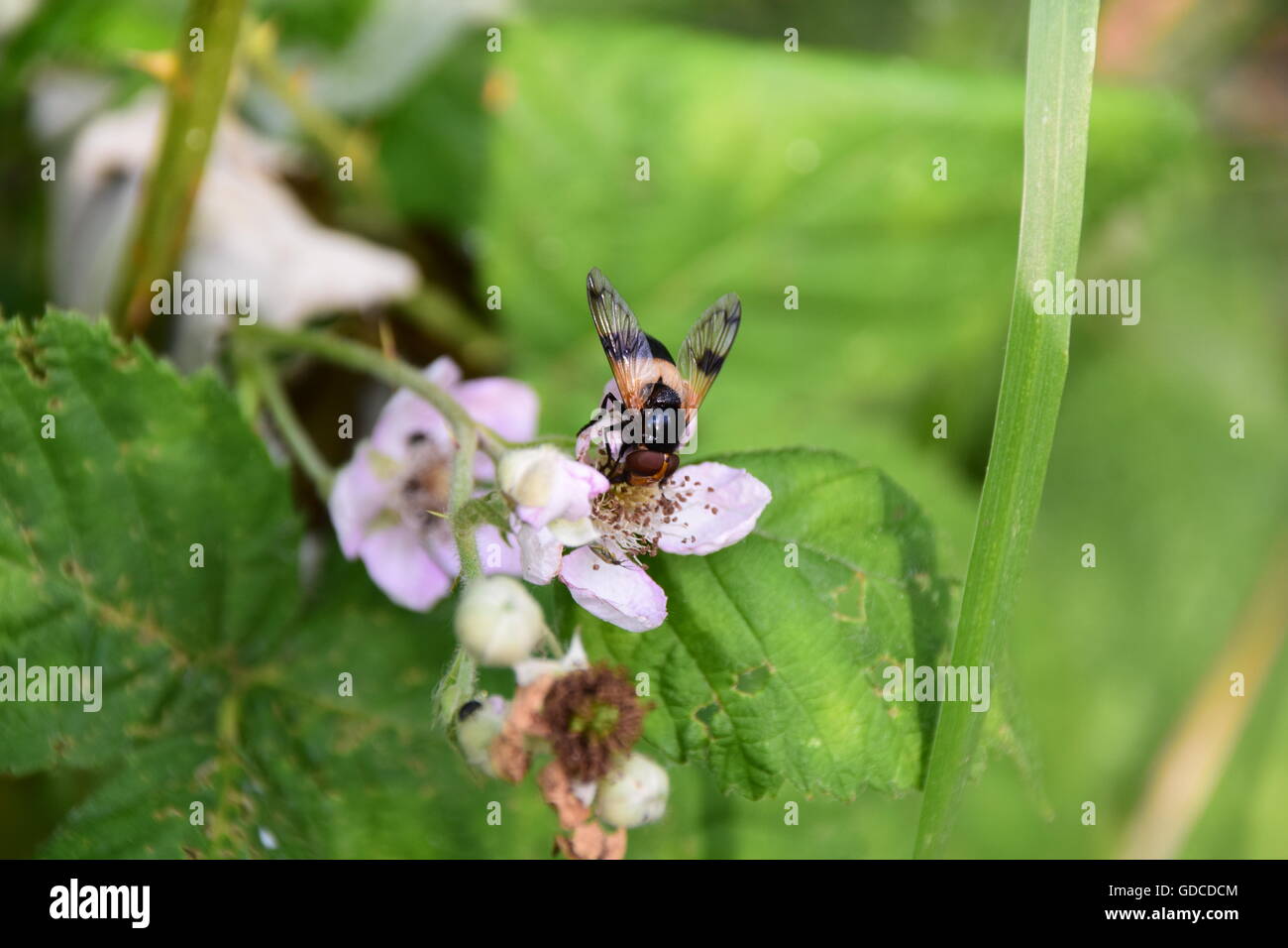 Mimic bees hi-res stock photography and images - Alamy