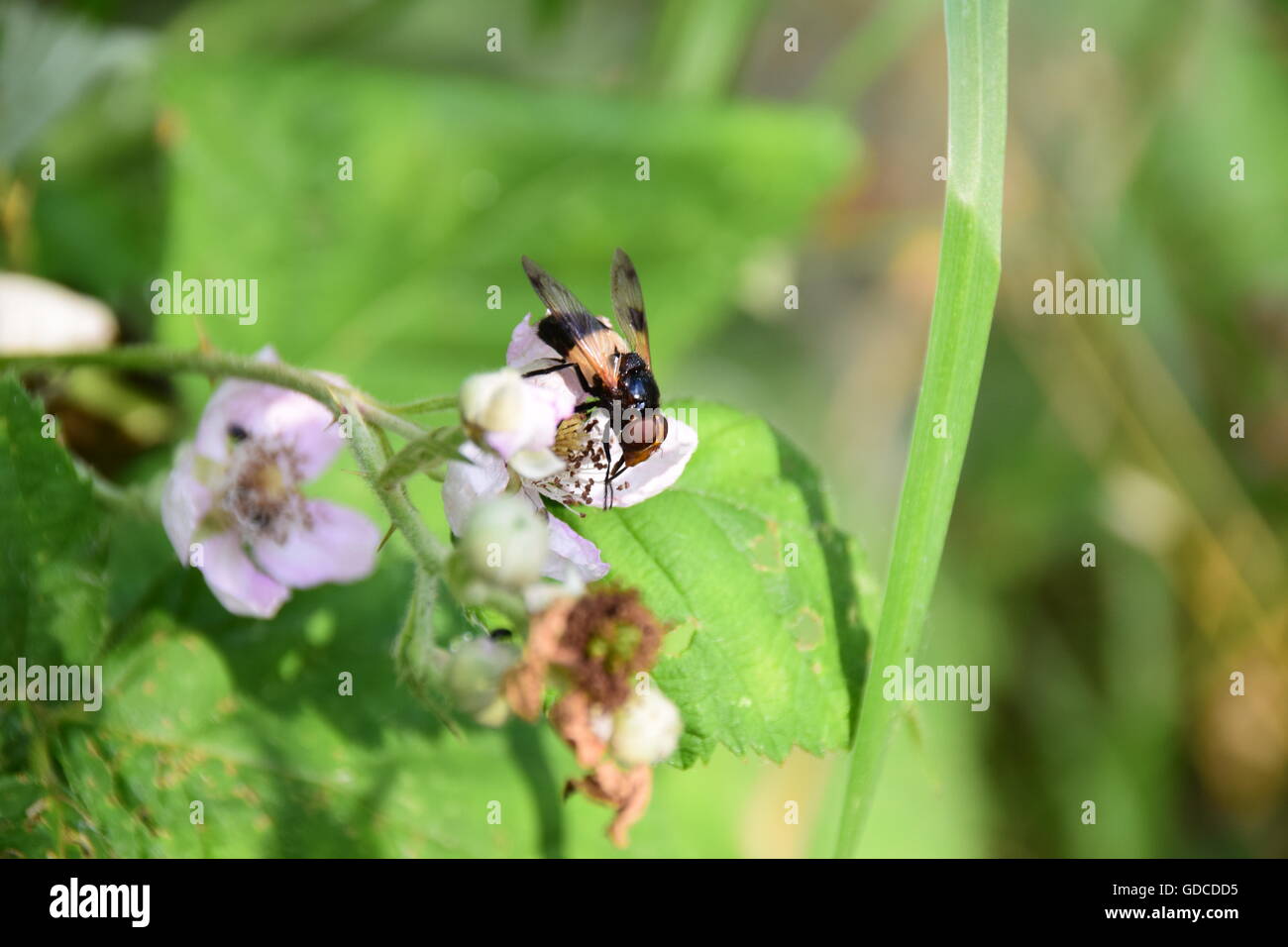 Honey bee mimic hi-res stock photography and images - Alamy