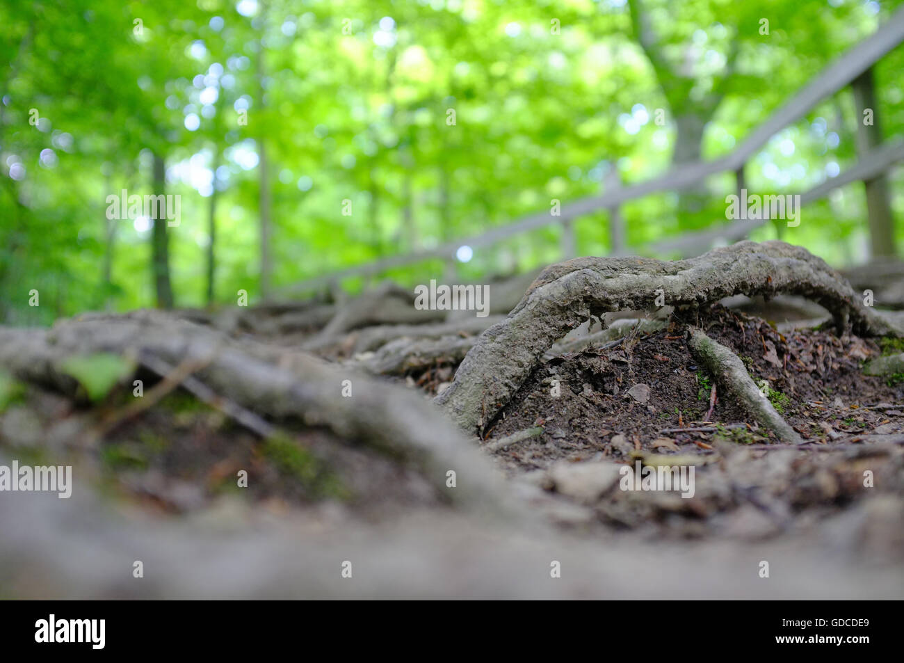 Twisting tree roots hi-res stock photography and images - Alamy