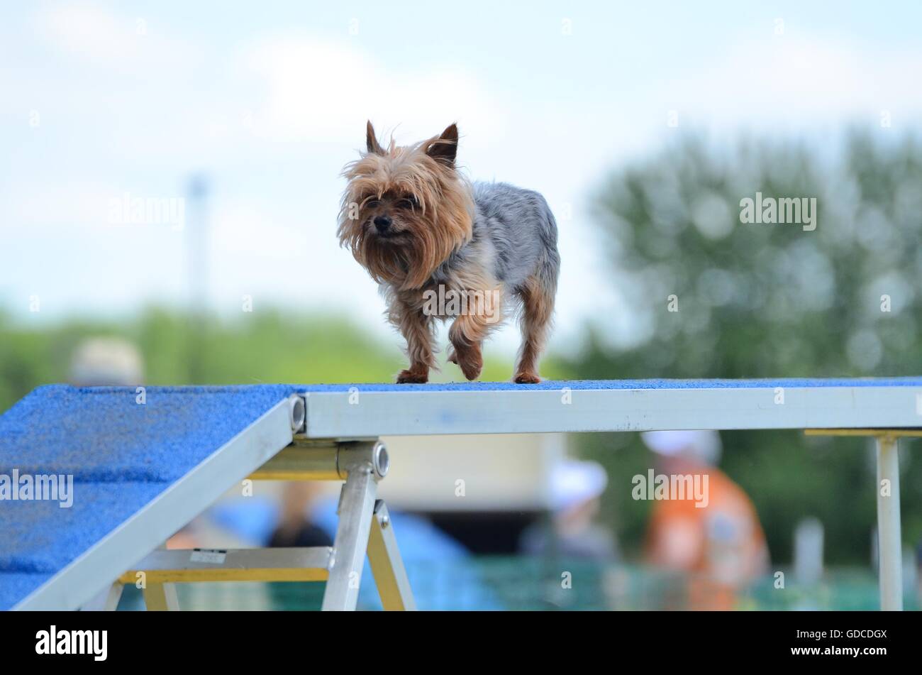 Yorkshire Terrier (Yorkie) Walking on a Dog Walk at an Agility Trial ...