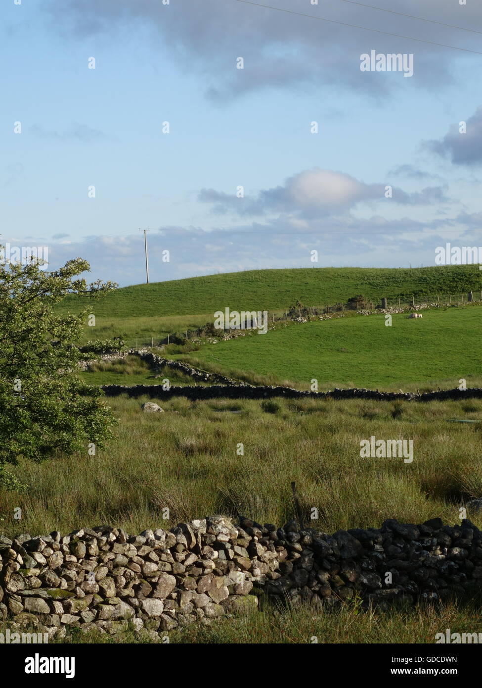 A sunny field with grass, trees and atmosphere Stock Photo - Alamy