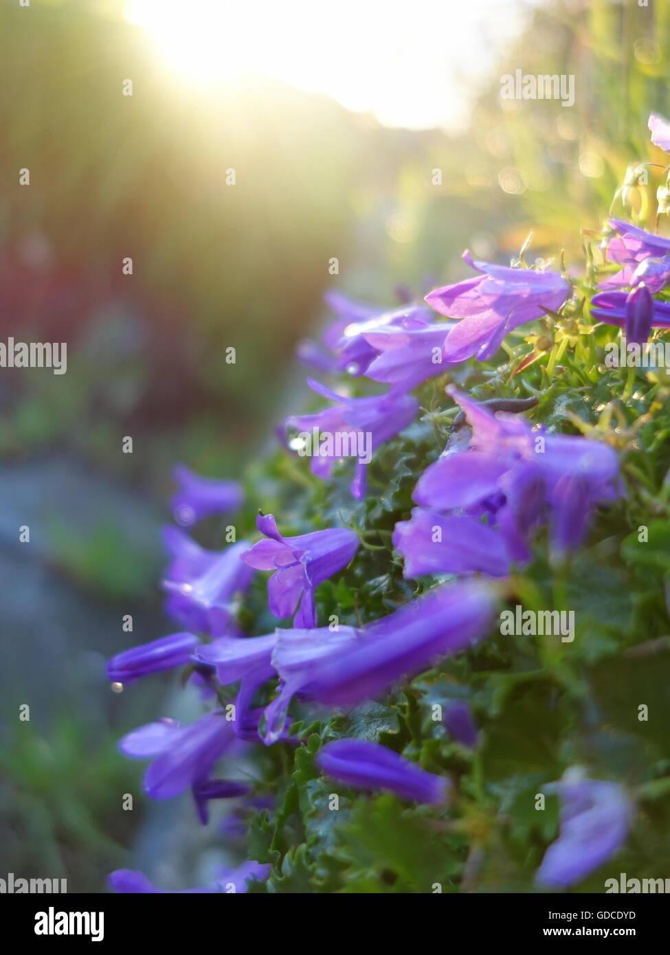 Bluebells in the sunlight Stock Photo - Alamy