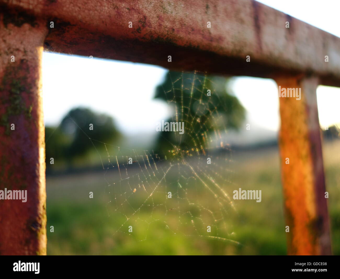 Spider web gate hi-res stock photography and images - Alamy