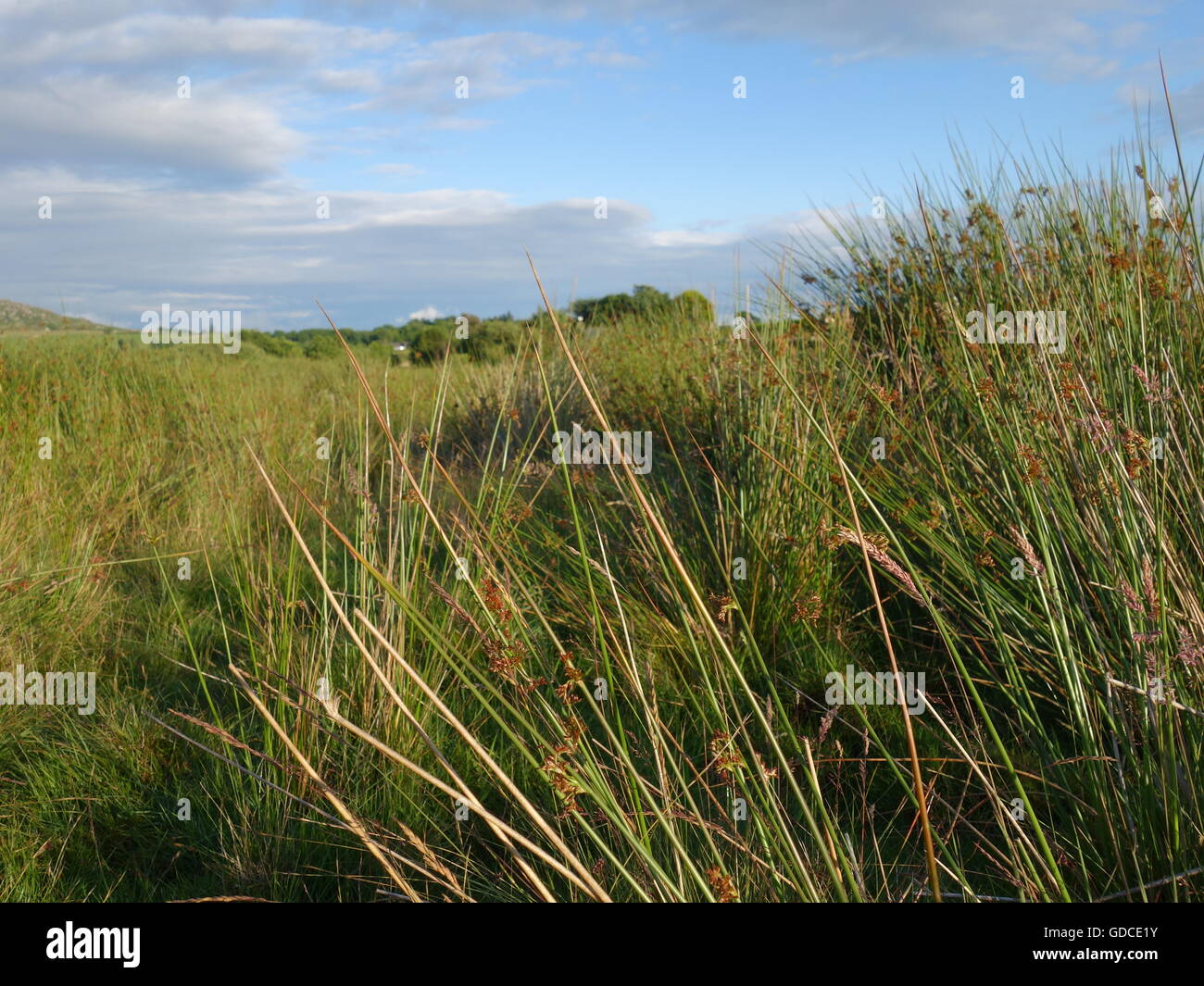 The Welsh countryside Stock Photo - Alamy