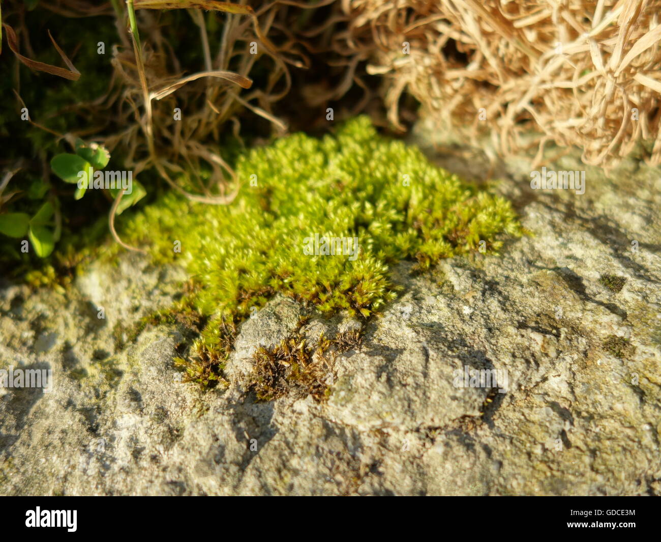 Moss and lichen growing on a rock Stock Photo - Alamy