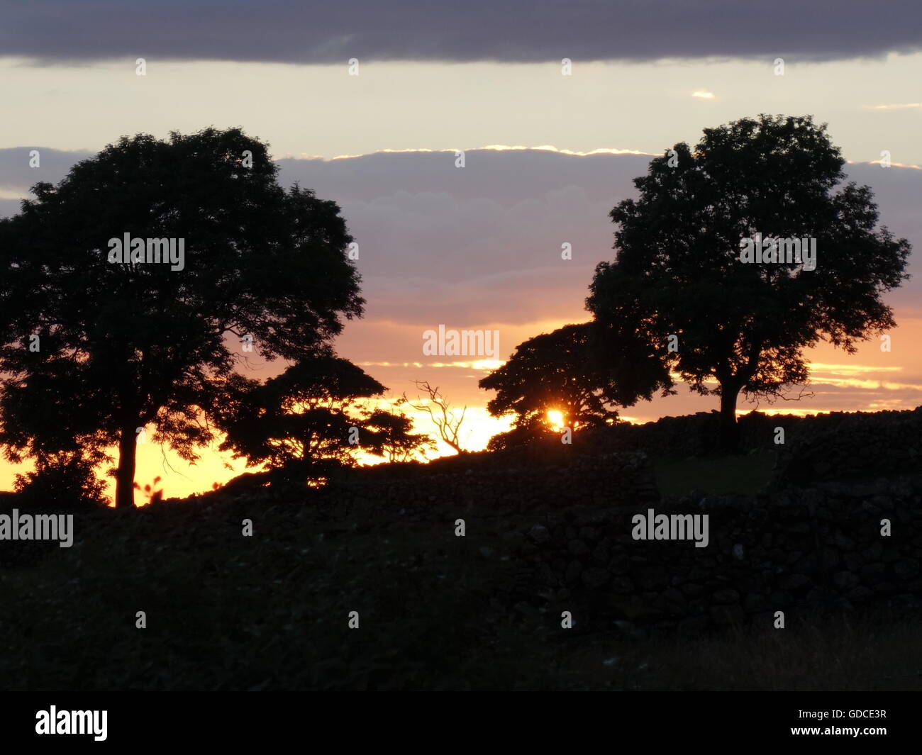 Sunset behind silhouettes of trees Stock Photo - Alamy
