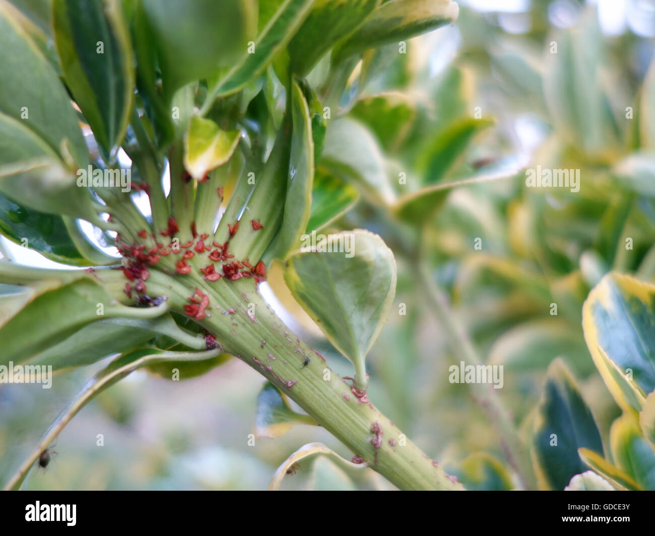 Small red mites on a plant Stock Photo - Alamy